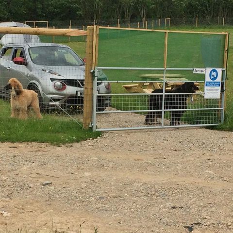Hounds Unleashed | Secure Dog Park Ivybridge
